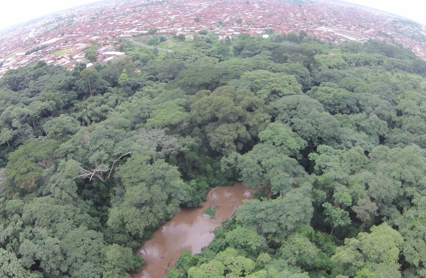 The Grove: Sacred Grove Reveals New View of Africa’s Past - College of ...